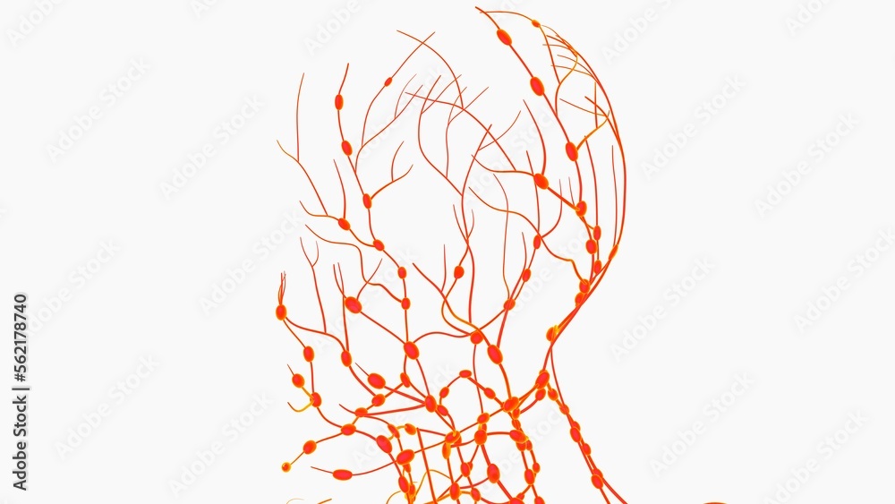 Human lymph nodes anatomy for medical concept 3D rendering Stock ...