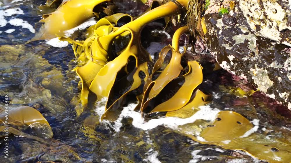 Seaweed and bull kelp growing on rocks in the ocean in australia. Waves ...