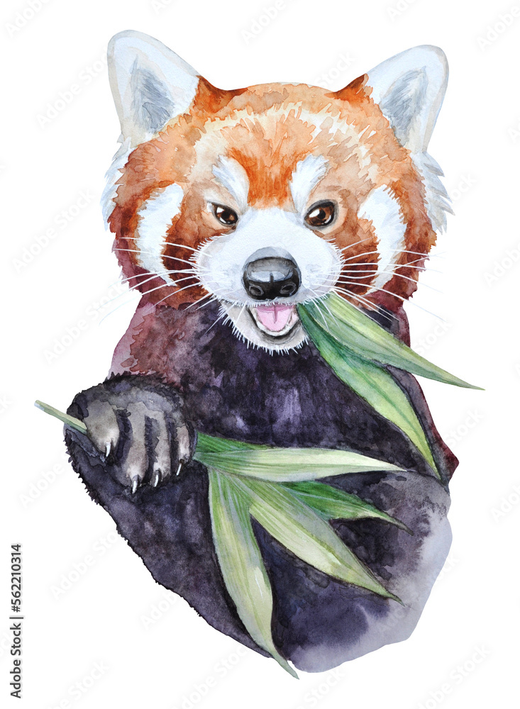 Hand-painted watercolor illustration of a red panda eating a bamboo on ...