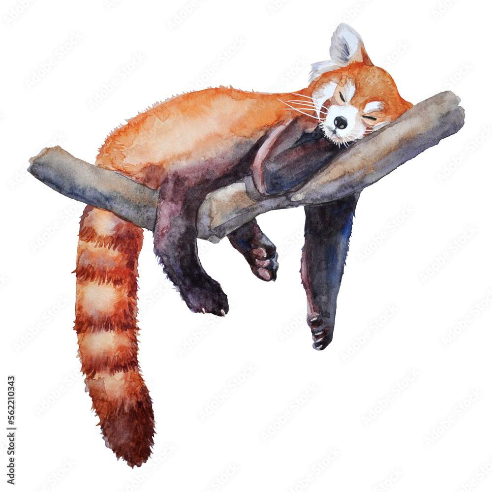 Hand-painted watercolor illustration of a red panda sleeping on a ...