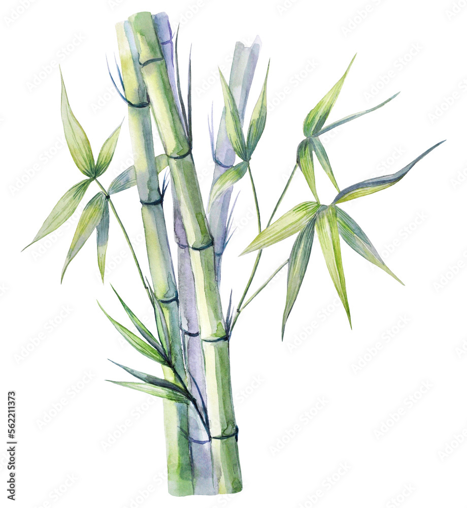 Watercolor hand-painted illustration of bamboo branches on transparent ...