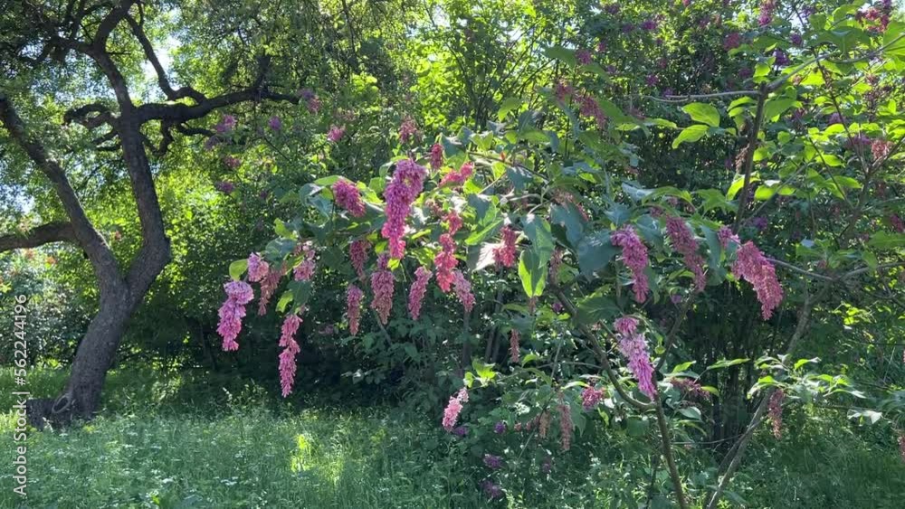 Syringa komarowii subsp. reflexa pendulous lilac is vigorous shrub with ...
