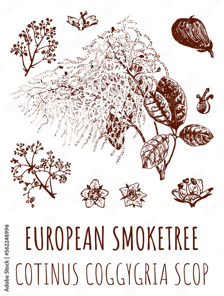 Drawings of EUROPEAN SMOKETREE. Hand drawn illustration. Latin name ...