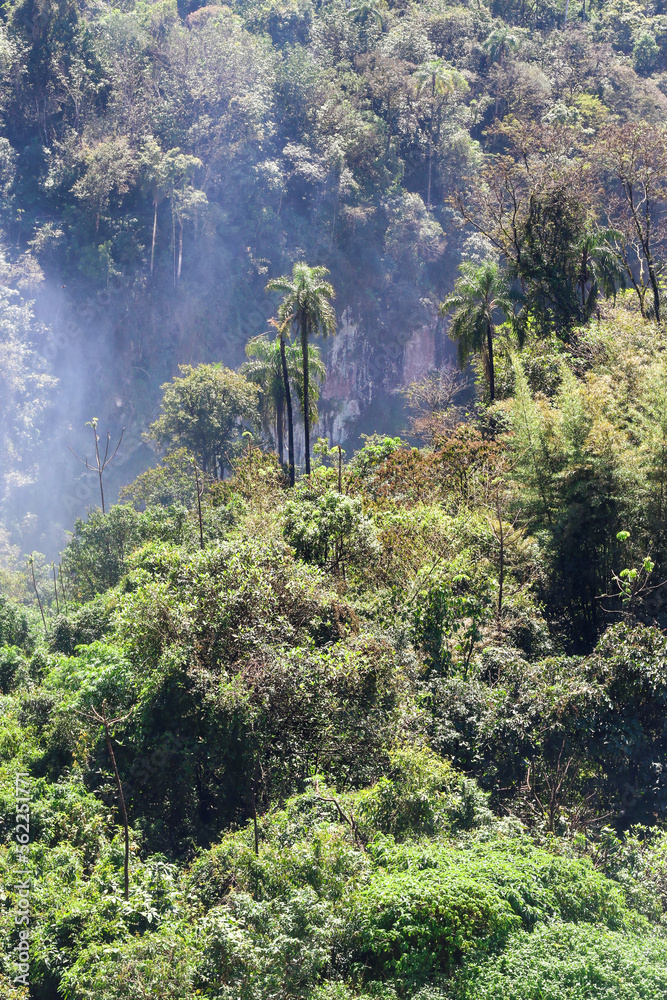 Selva misionera con palmeras en Iguazú, donde se encuentran las ...