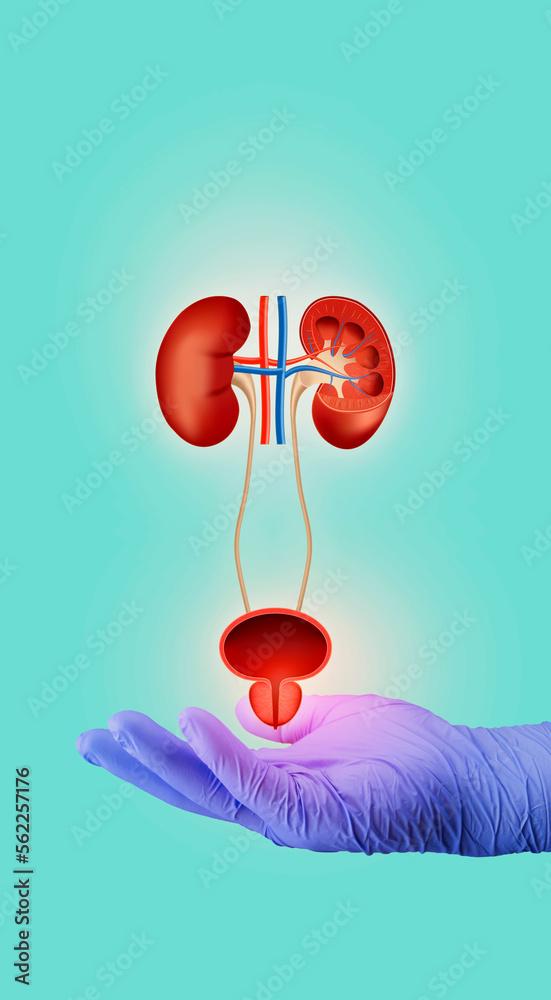 Nephrology, medical care for kidney problems. Kidneys, bladder and ...