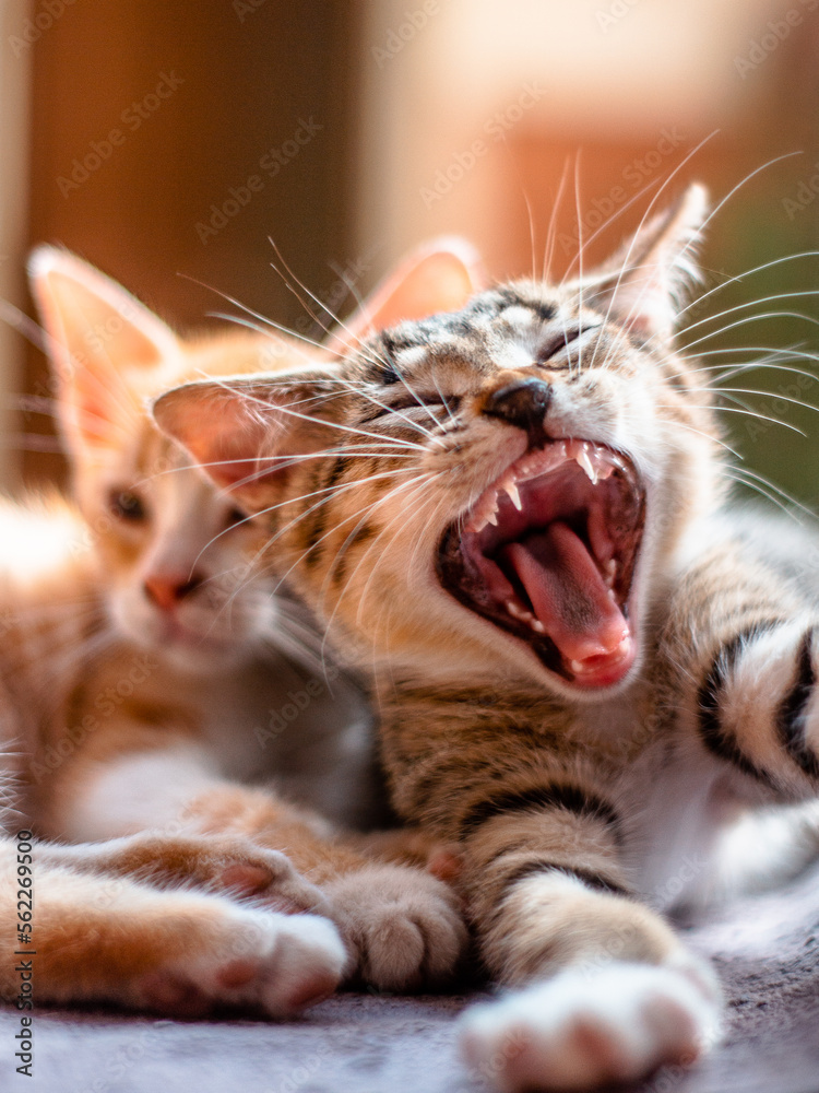 two playful and affectionate cats with this stunning photo. The two ...