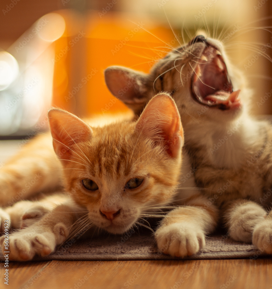two playful and affectionate cats with this stunning photo. The two ...