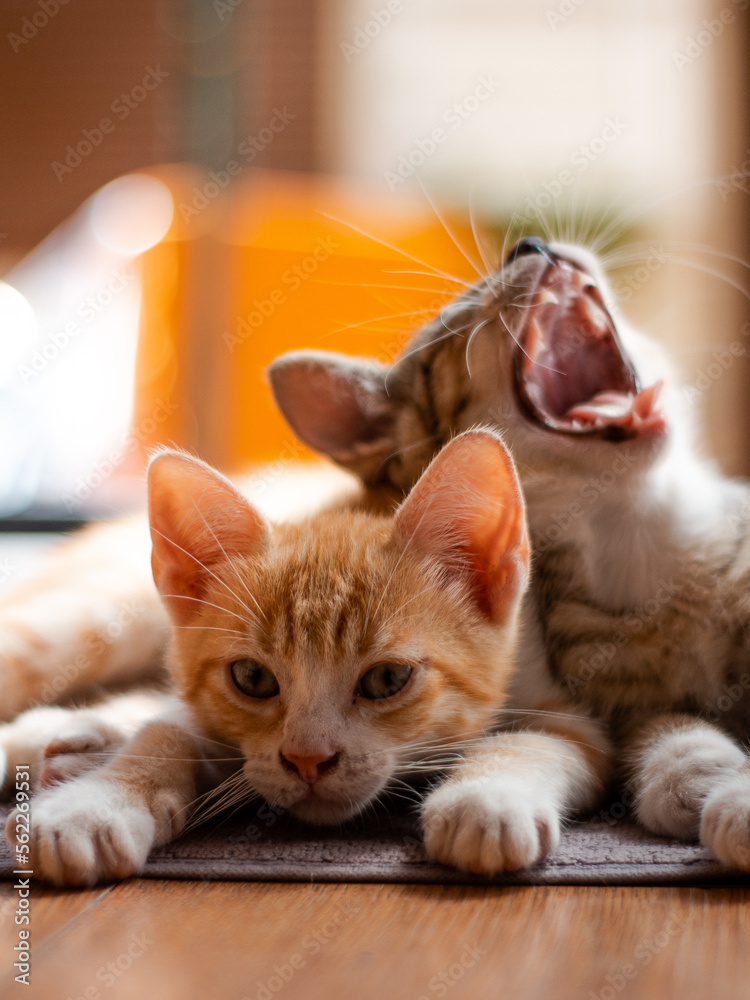 two playful and affectionate cats with this stunning photo. The two ...