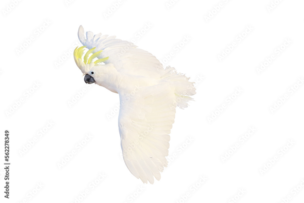 Beautiful cockatoo parrot flying isolated on transparent background png ...