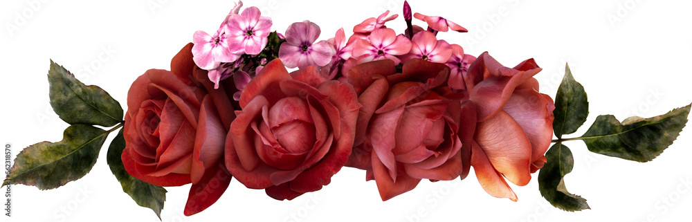 Red roses isolated on a transparent background. Png file. Floral ...