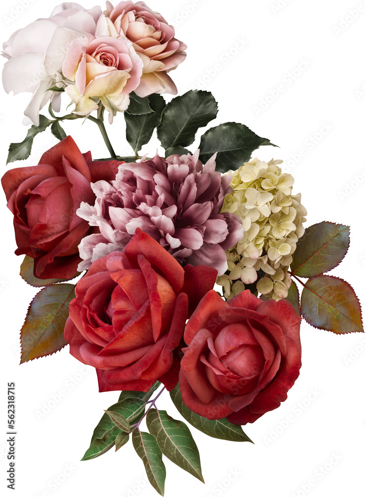Red roses isolated on a transparent background. Png file. Floral ...