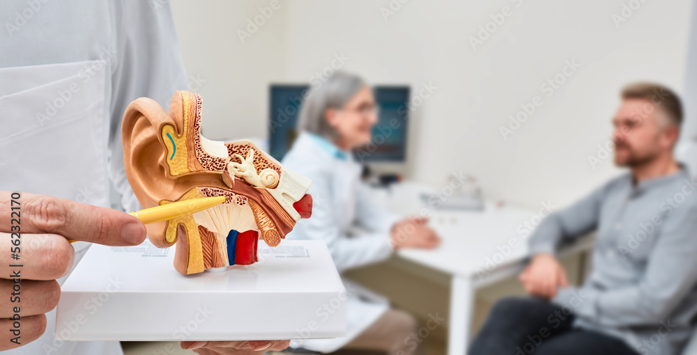 Anatomical model of human ear in doctor hands, close-up. Hearing ...