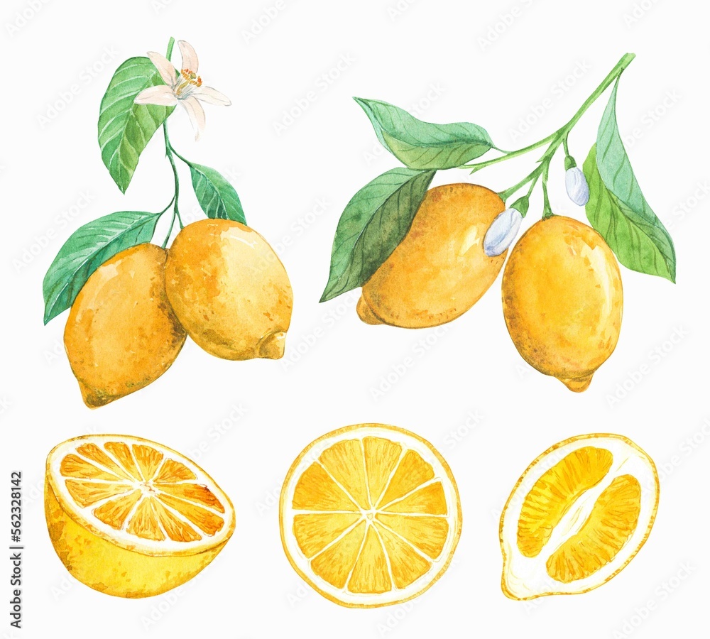 A set of watercolor illustrations of lemons. Hand-painted ripe lemons ...