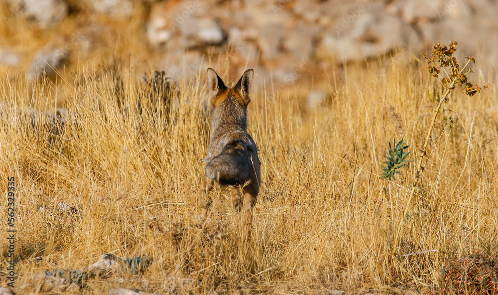 Red Fox (Vulpes vulpes) is a wild animal that lives in suitable ...