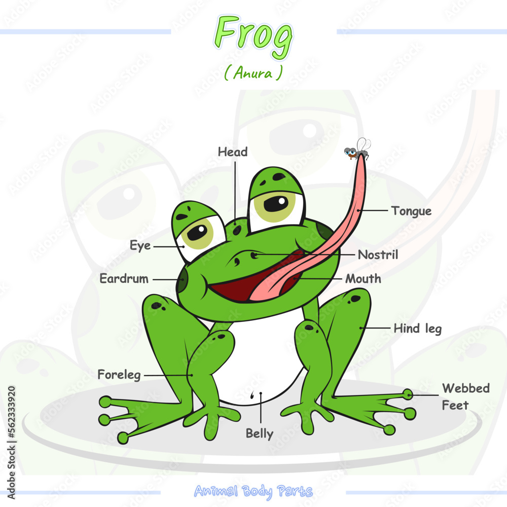 parts of a frog Stock Vector | Adobe Stock