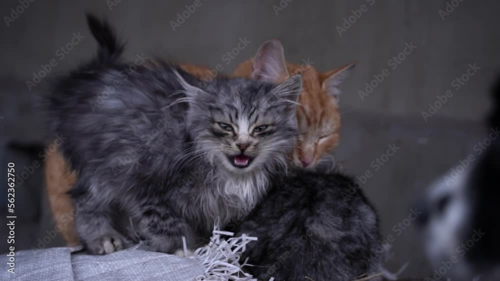 Family of poor homeless cats with kittens is basking in a pile of ...