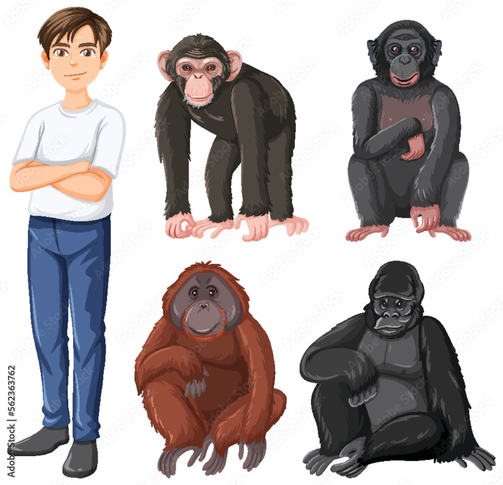 Five different types of great apes Stock Vector | Adobe Stock