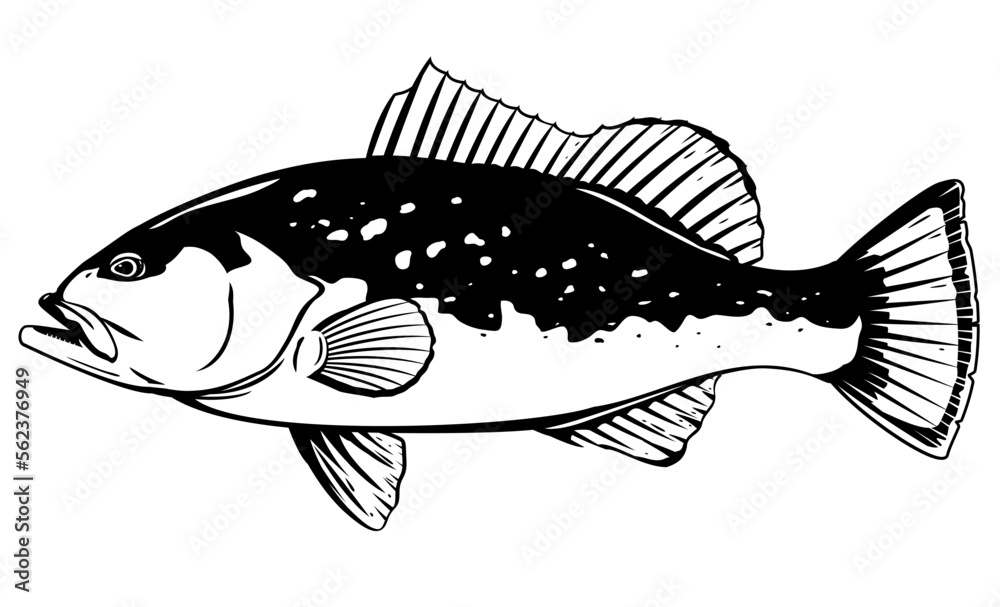 One Red grouper fish in side view, high quality illustration of sea ...