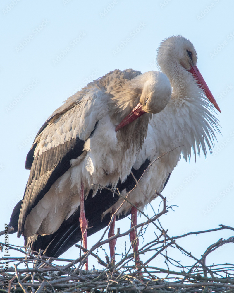 bocian w Polsce od wiosny do lata Stock Photo | Adobe Stock