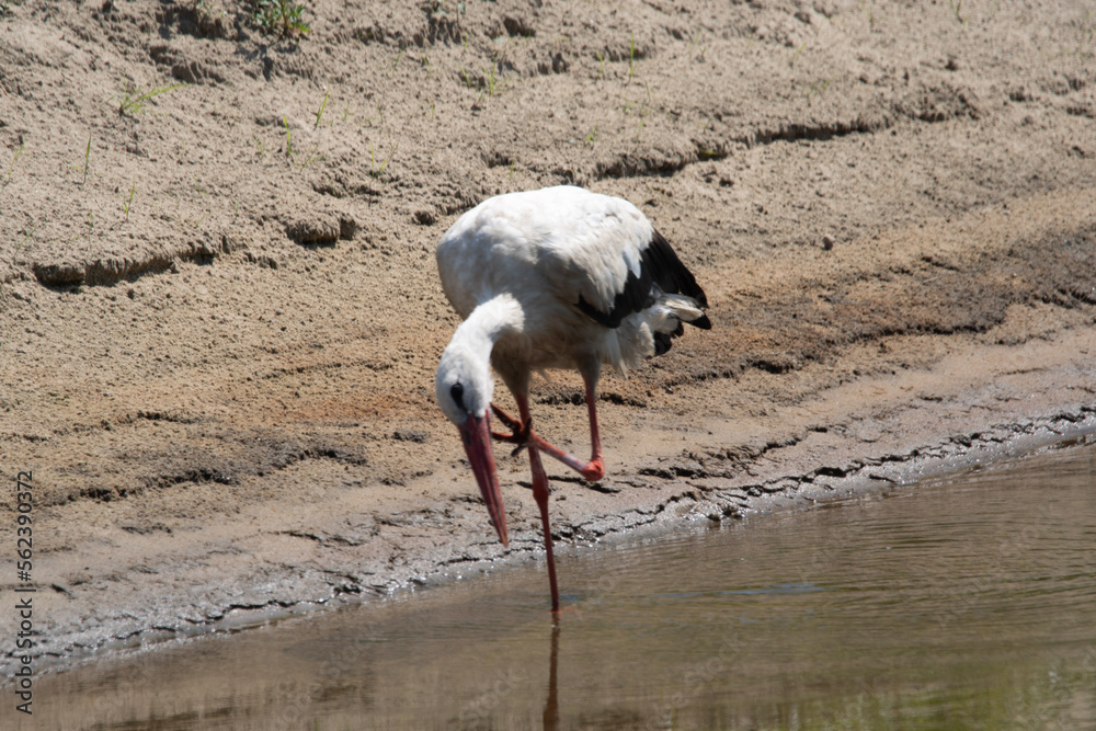 bocian w Polsce od wiosny do lata Stock Photo | Adobe Stock