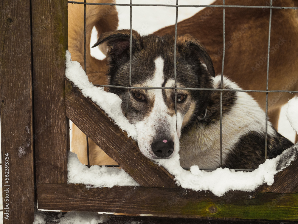 Sad husky dog locked in a cage looking at camera. Stock Photo | Adobe Stock