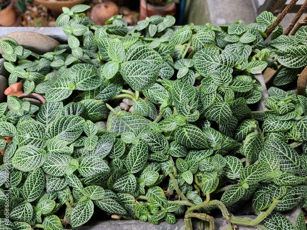 Fotografia do Stock: Carpet Plant Episcia, Flame Violet Scientific name ...