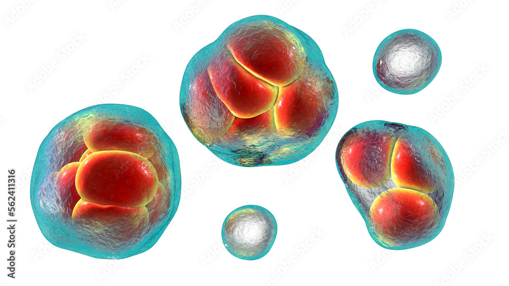 Prototheca wickerhamii algae, 3D illustration. Causes infection in ...