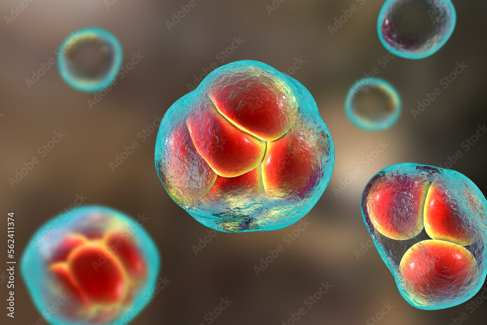 Prototheca wickerhamii algae, 3D illustration. Causes infection in ...