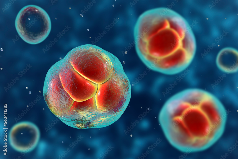 Prototheca wickerhamii algae, 3D illustration. Causes infection in ...