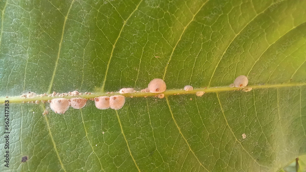 Soft scale insects, Pseudaonidia duplex, Camphor scale (also called ...