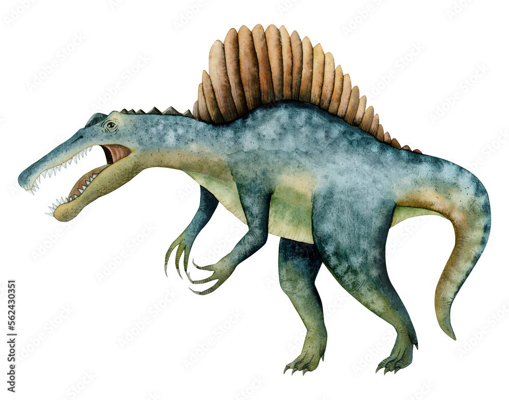 Realistic Spinosaurus dinosaur. Hand drawn watercolor illustration ...