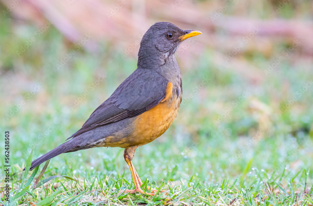 Olive thrush (Turdus olivaceus) is, in its range, one of the most ...