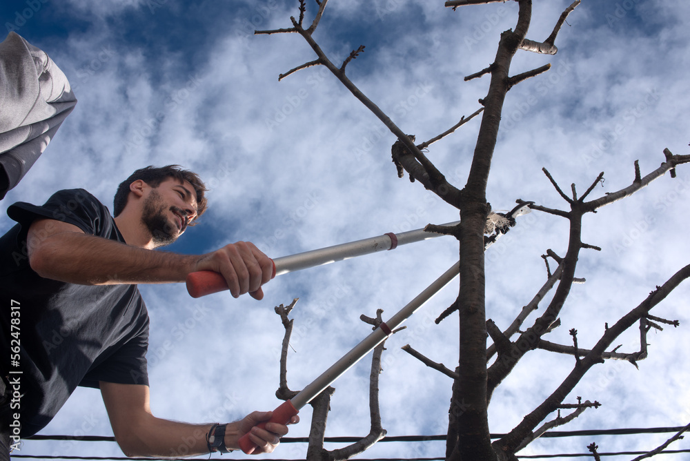 Counterpicture of young boy pruning a cherry tree, tree in winter ...