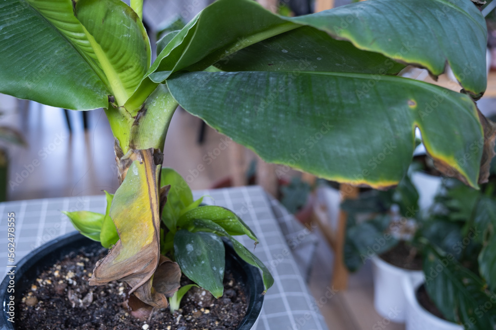 Problems in cultivation of domestic plants Problems in cultivation of ...