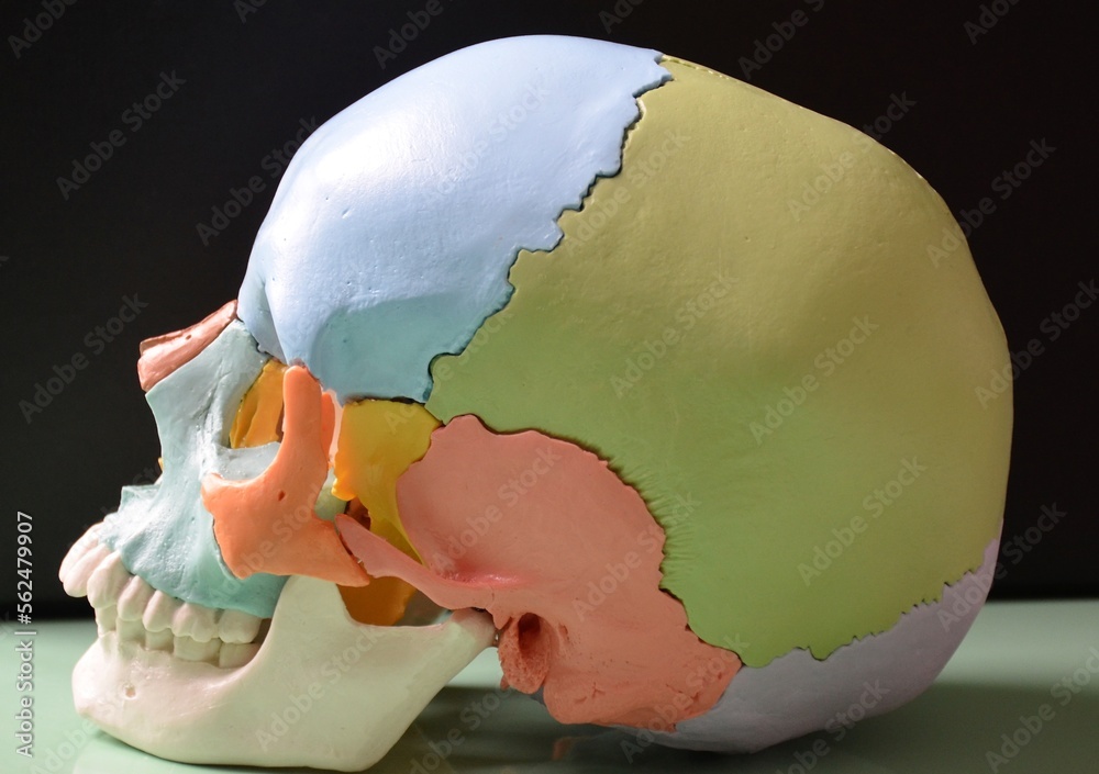 Didactic head: bones of the skull and bones of the face in different ...