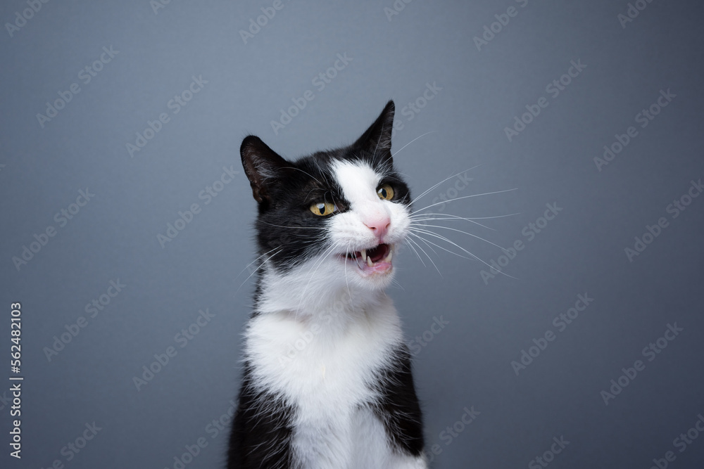 tuxedo cat making funny face, meowing on gray background with copy ...