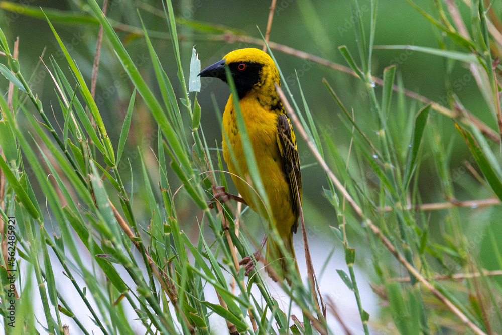 Tisserin gendarme, mâle, construction du nid, .Ploceus cucullatus ...