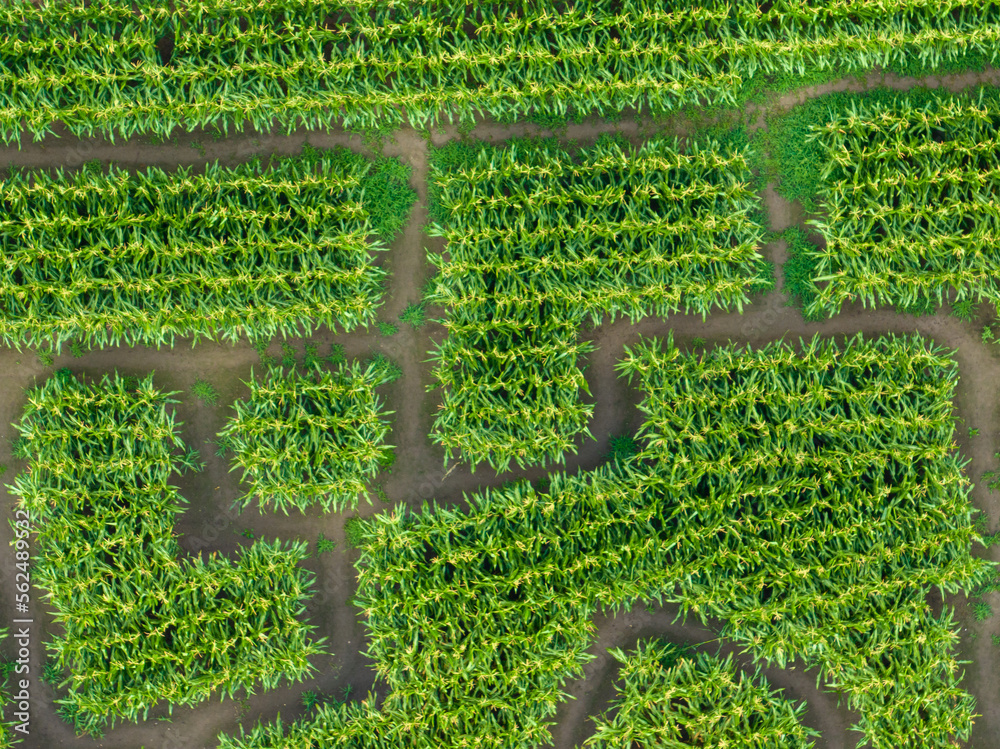 Aerial view of maze made of trees and bush Stock Photo | Adobe Stock