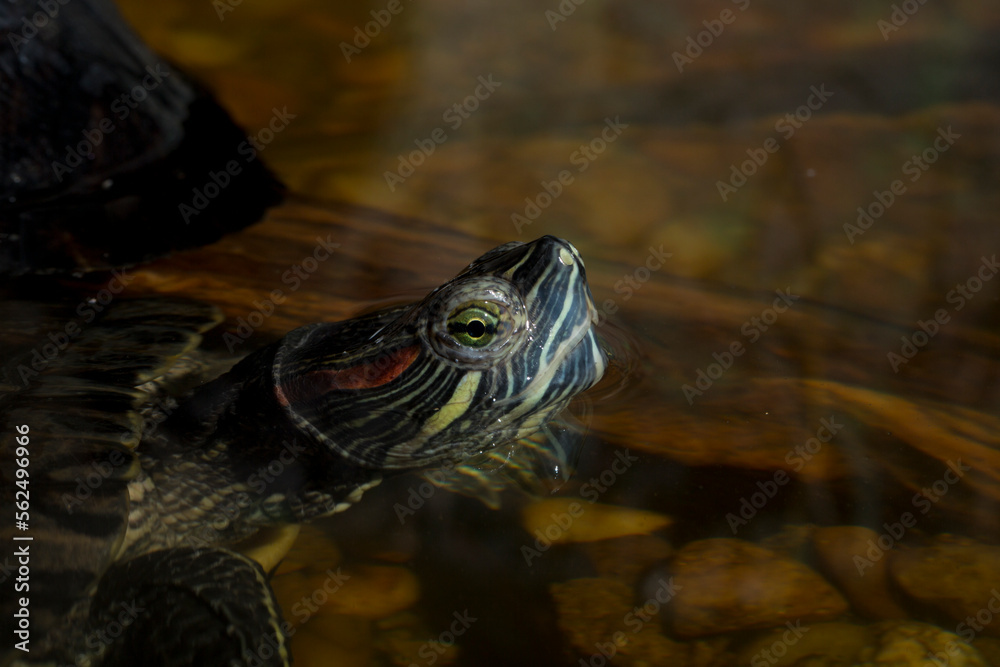 Red-eared terrapin (Trachemys scripta elegans) is a subspecies of the ...