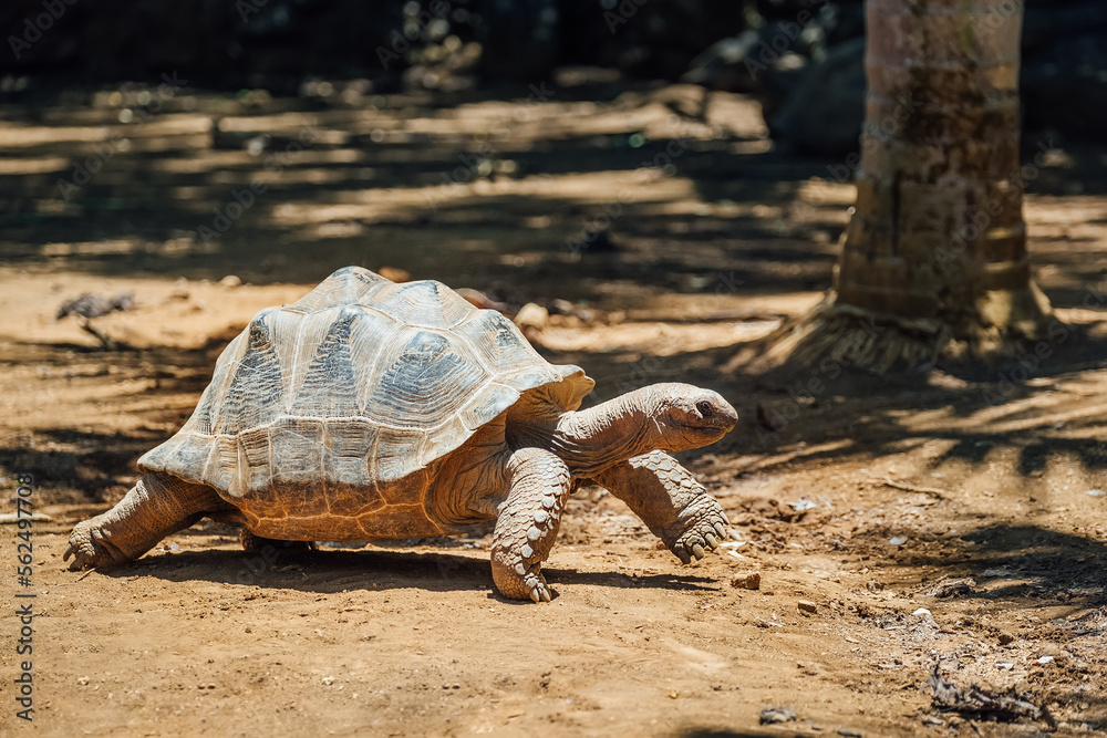 Aldabra giant tortoise endemic species - one of the largest tortoises ...