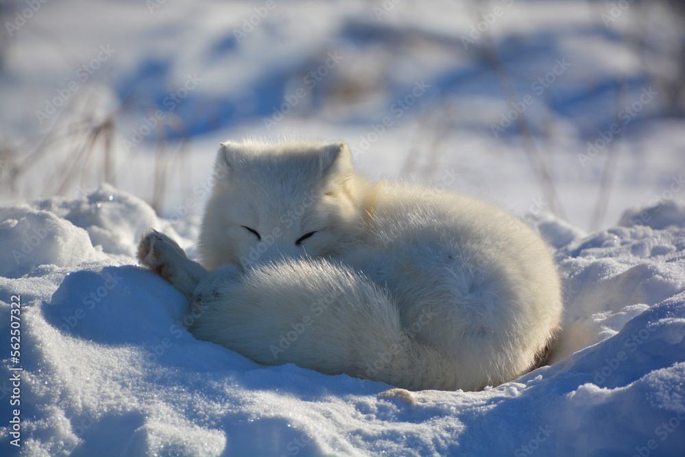 In winter arctic fox (Vulpes lagopus), also known as the white, polar ...