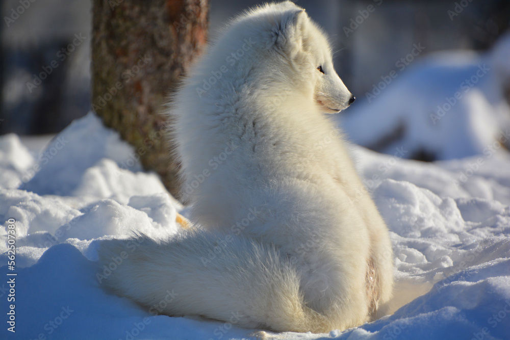 In winter arctic fox (Vulpes lagopus), also known as the white, polar ...