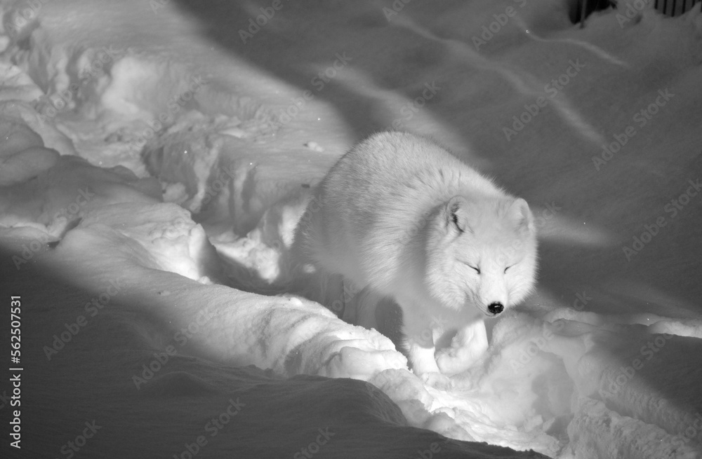 In winter arctic fox (Vulpes lagopus), also known as the white, polar ...