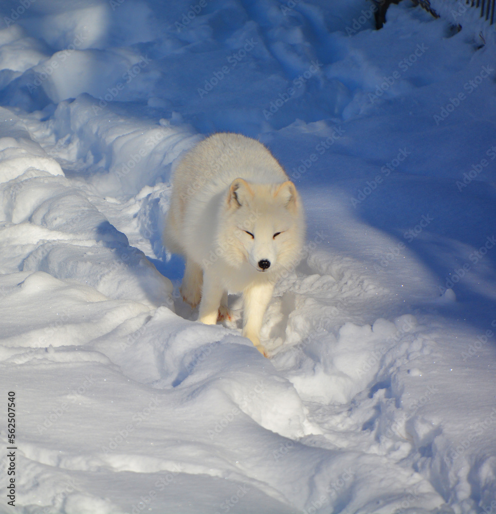 In winter arctic fox (Vulpes lagopus), also known as the white, polar ...