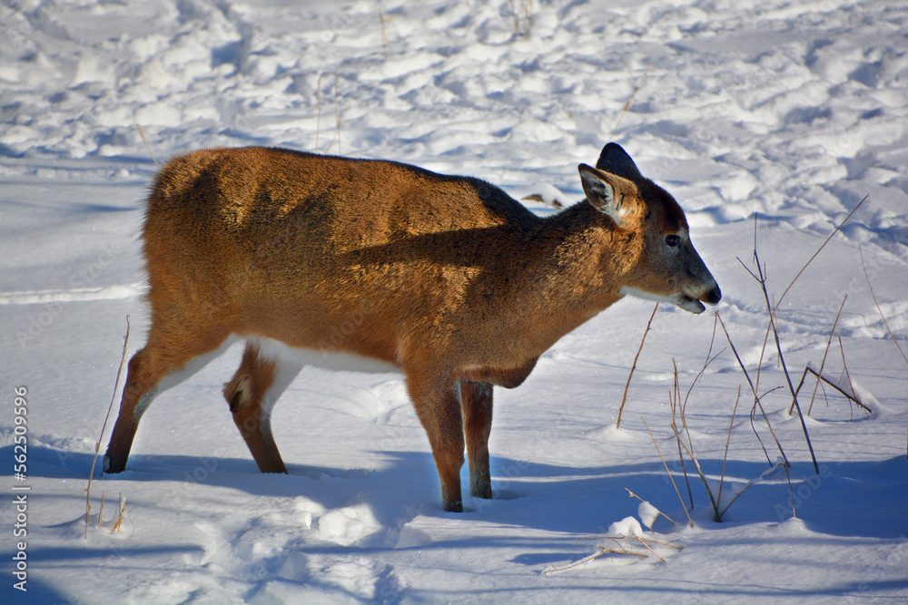 Deer are the ruminant mammals forming the family Cervidae. Species in ...