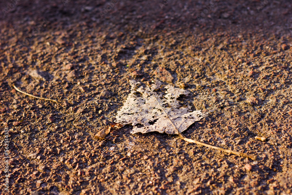 gray brown aged damaged leaf litter lying on a paved path in a park ...