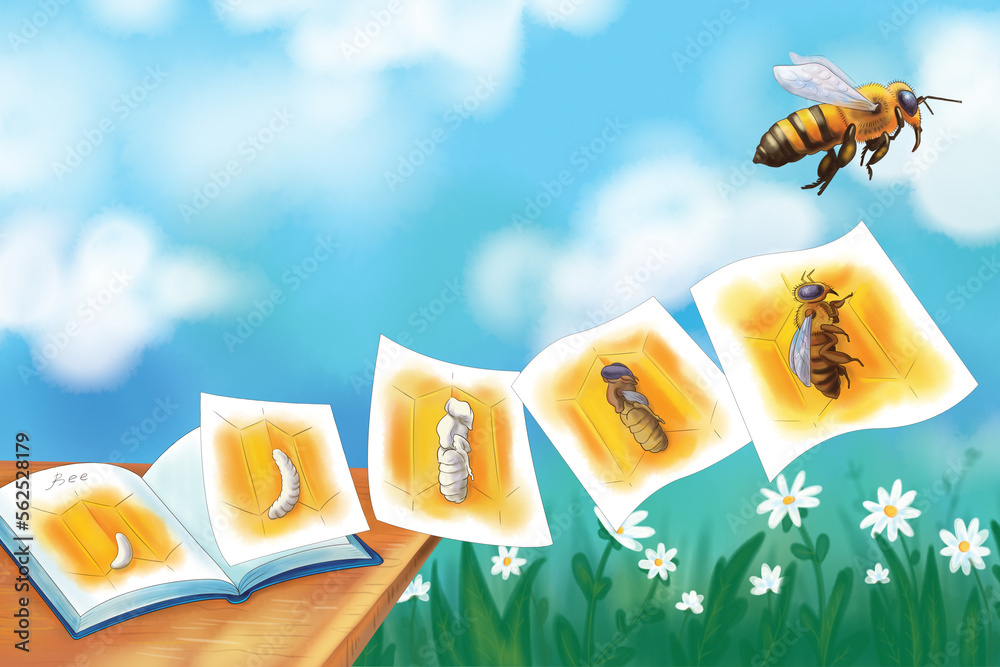 Metamorphosis, stages of bee development, biology, drawing Stock ...