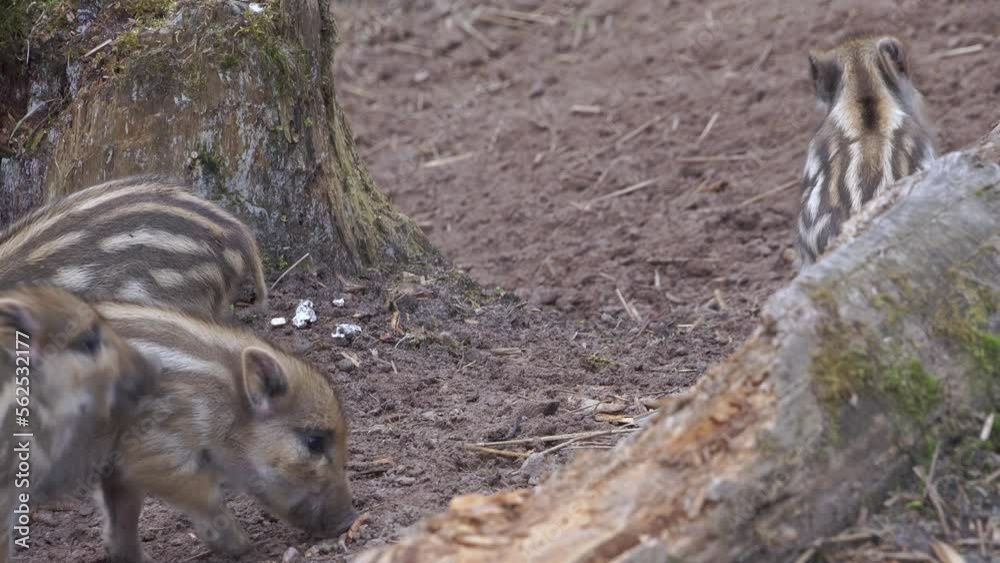 Four wild boar piglets play and fight to determine the hierarchy. Wild ...