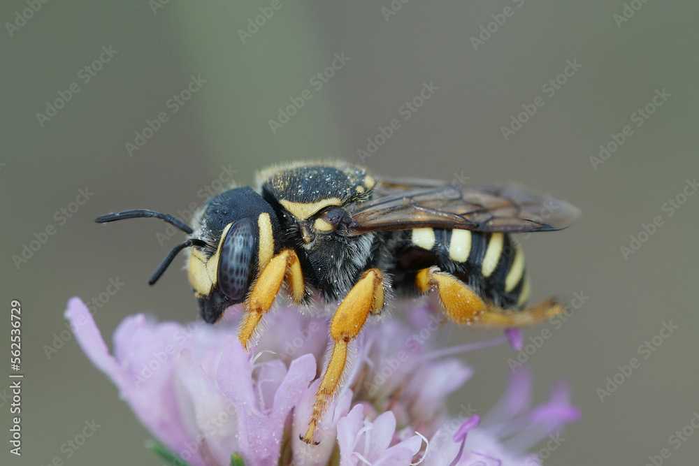 Foto de Detailed closeup of a female of the rare and endangered ...