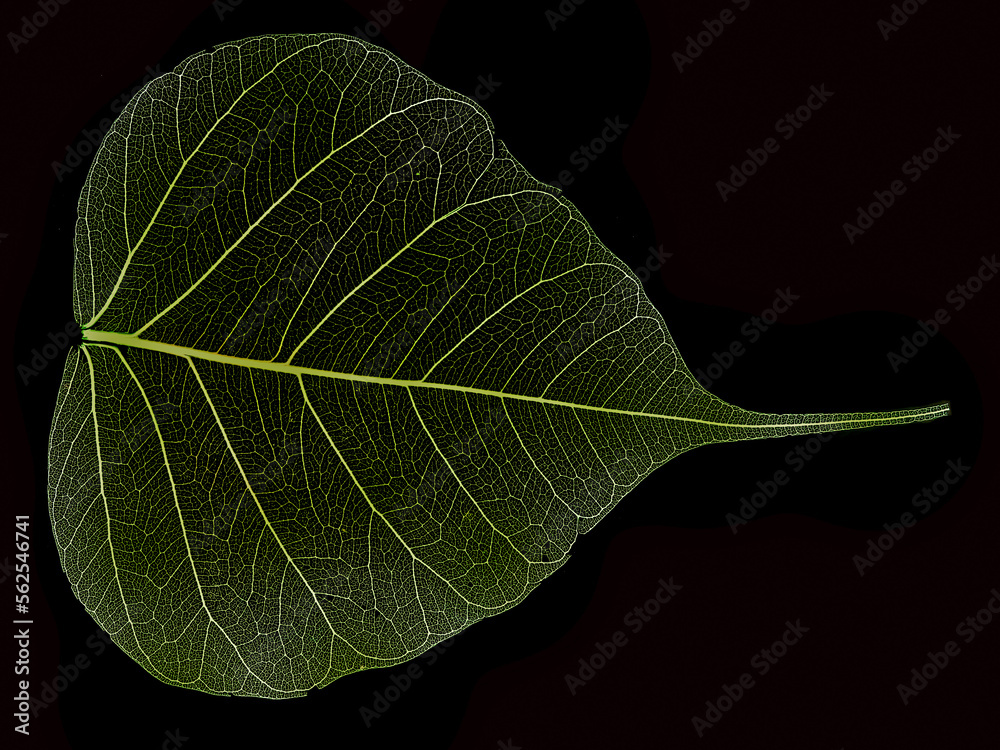 leaf texture pattern, leaf background with veins and cells - macro ...